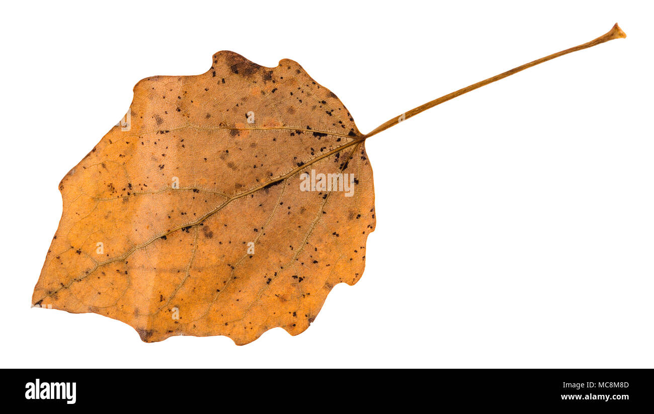 fallen brown leaf of aspen tree isolated on white background Stock ...