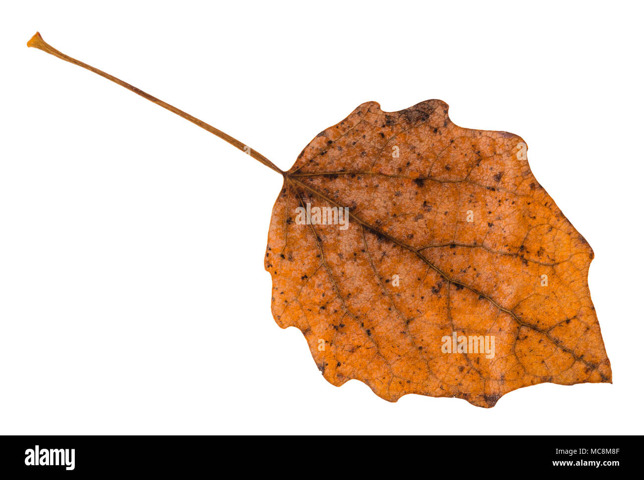 back side of fallen brown leaf of aspen tree isolated on white ...