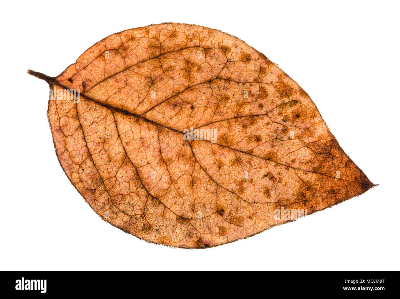 autumn rotten leaf of poplar tree isolated on white background Stock ...