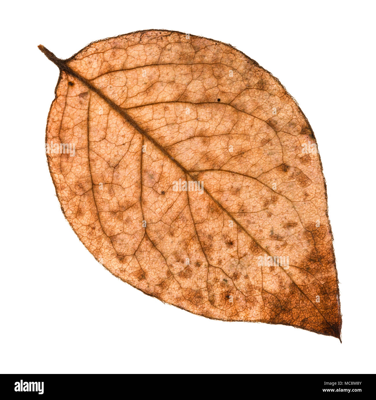 back side of autumn rotten leaf of poplar tree isolated on white ...