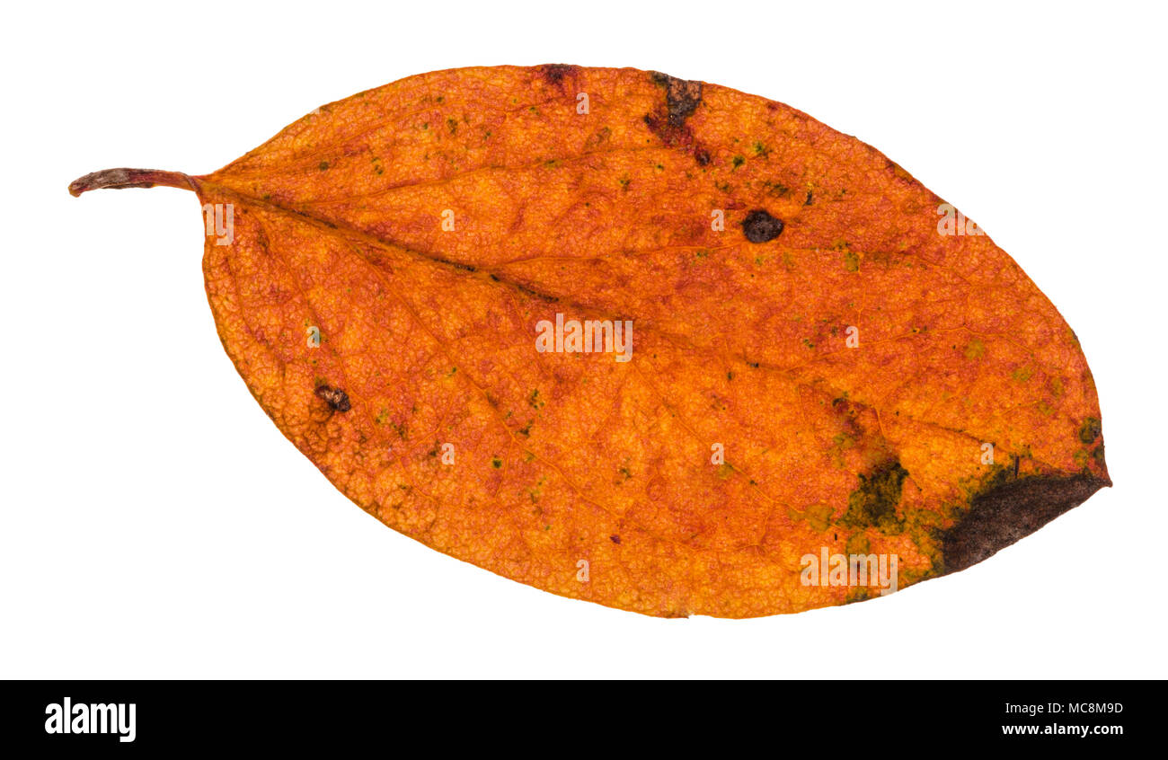 autumn rotten leaf of malus tree isolated on white background Stock ...
