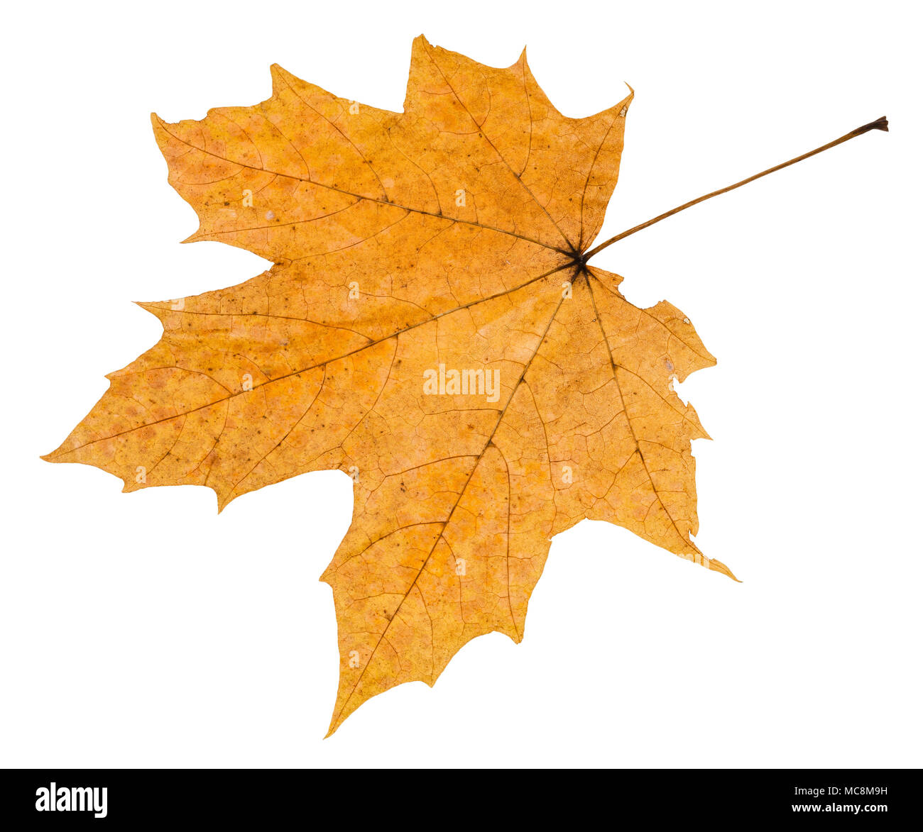 back side of autumn rotten leaf of maple tree isolated on white ...