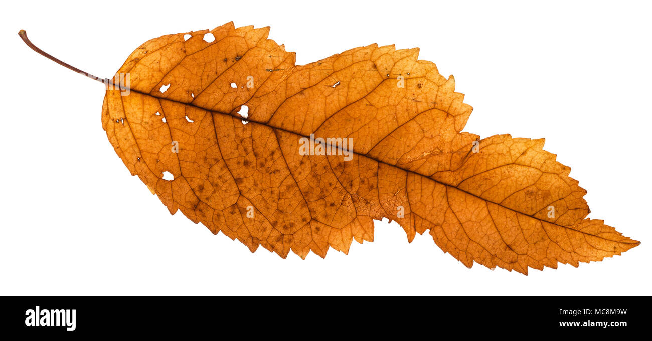 broken leaf of ash tree isolated on white background Stock Photo - Alamy