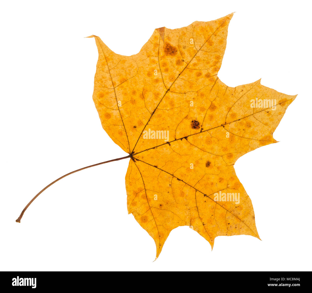 yellow leaf of maple tree isolated on white background Stock Photo - Alamy