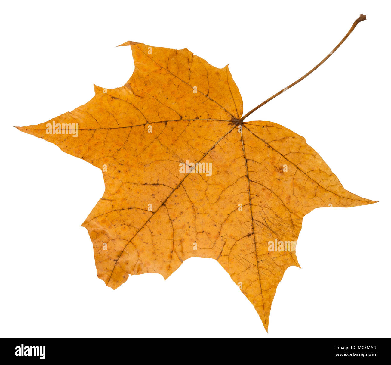 back side of autumn leaf of maple tree isolated on white background ...