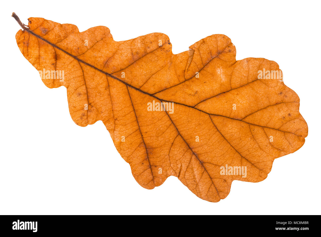 back side of autumn leaf of oak tree isolated on white background Stock ...