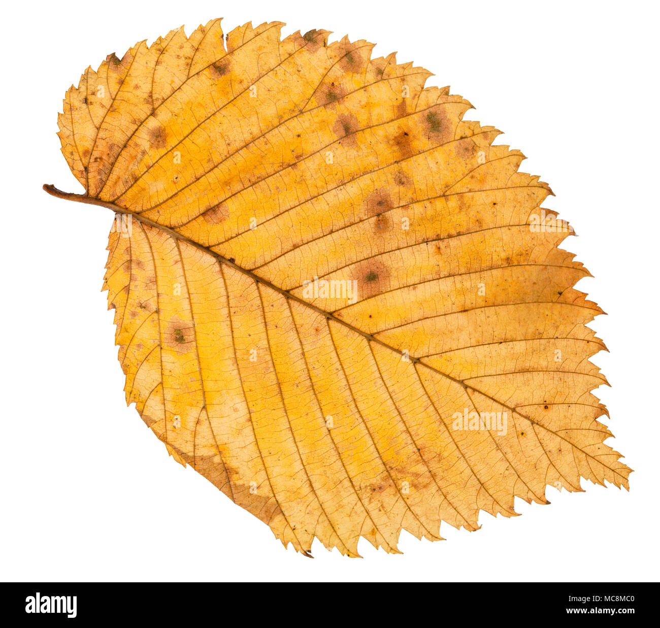 back side of fallen leaf of elm tree isolated on white background Stock ...