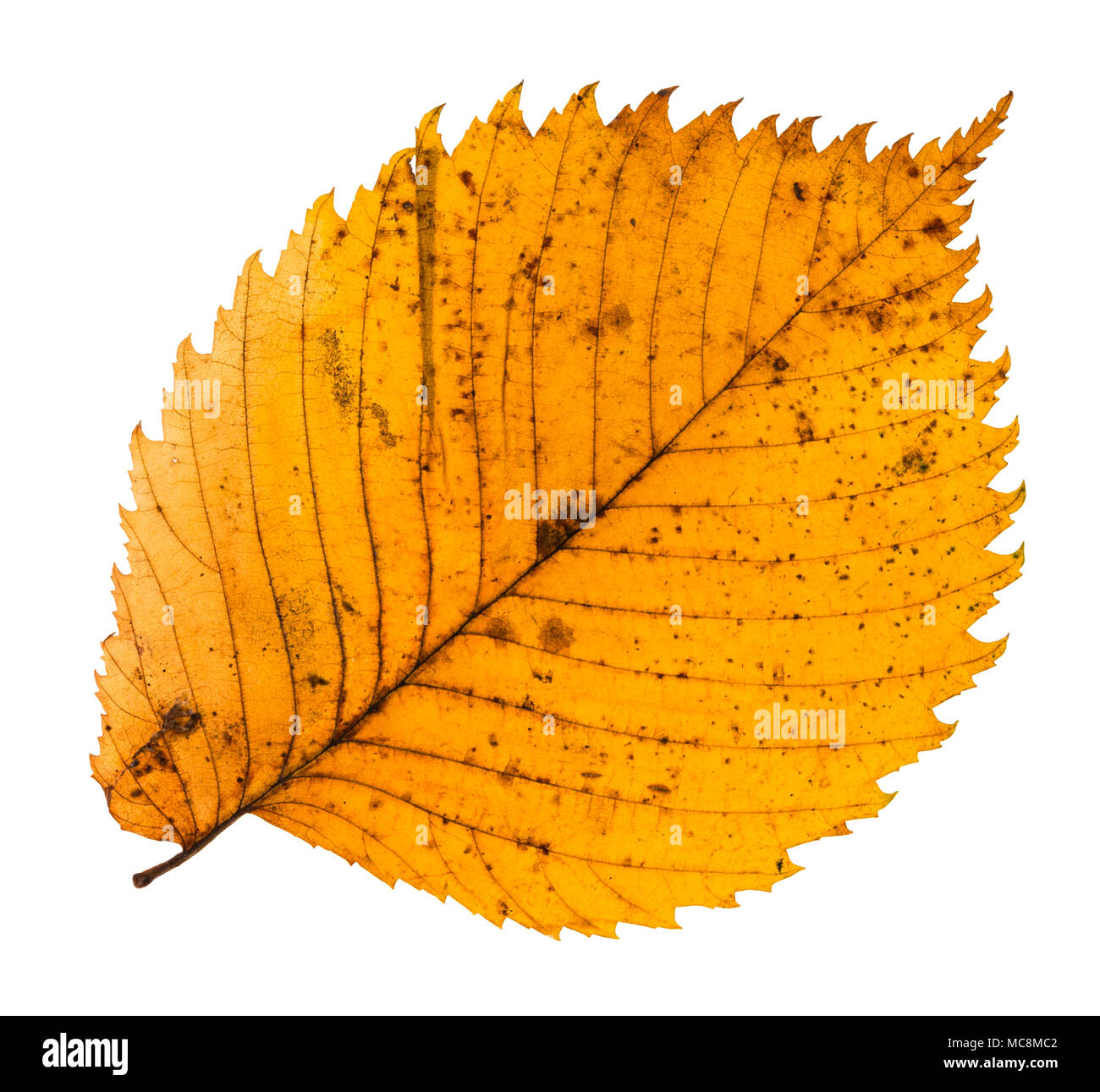 yellow fallen leaf of elm tree isolated on white background Stock Photo ...