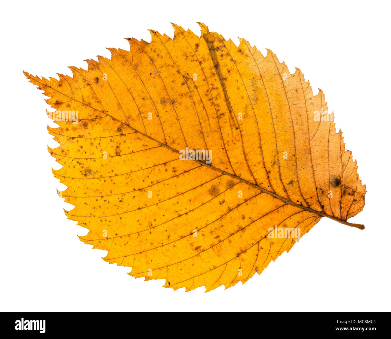 back side of yellow fallen leaf of elm tree isolated on white ...