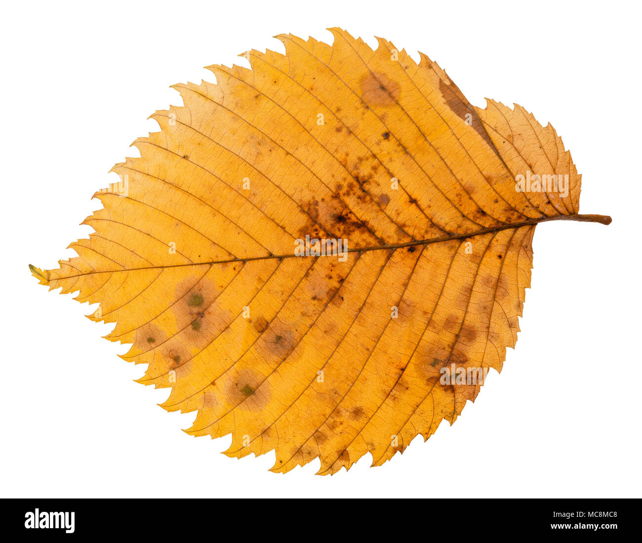 back side of decayed autumn leaf of elm tree isolated on white ...