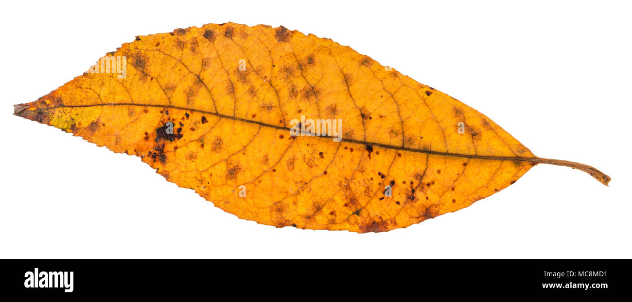 dried yellow leaf of ash tree isolated on white background Stock Photo ...