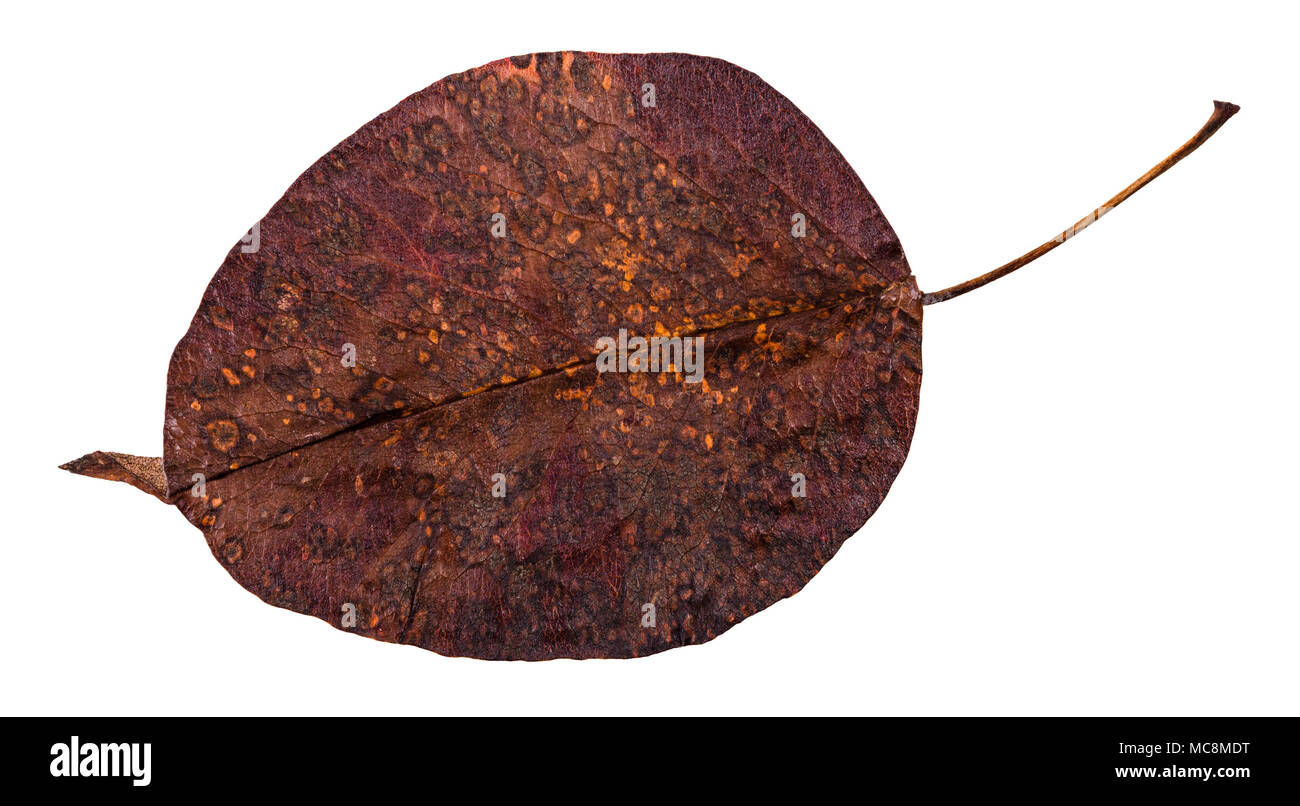 decayed dried leaf of pear tree isolated on white background Stock ...