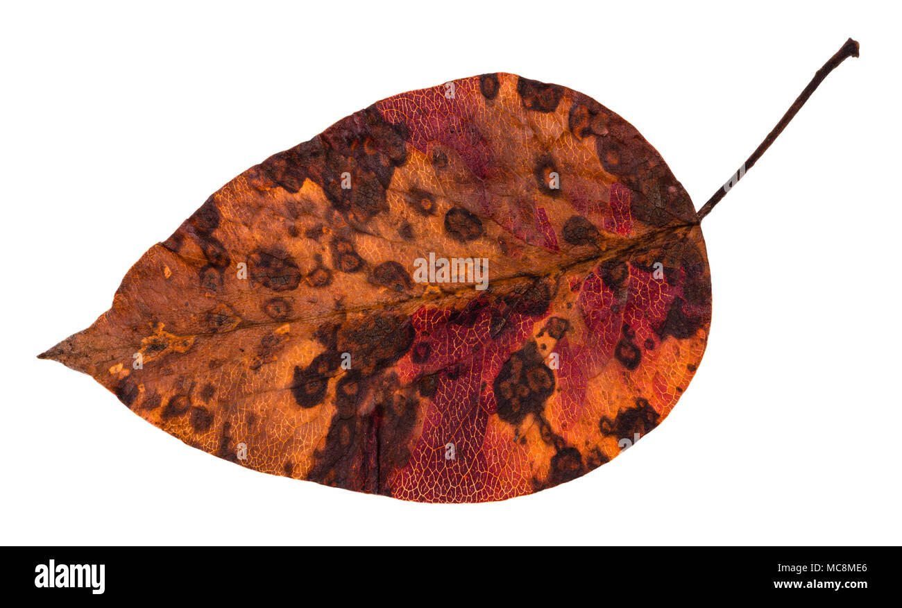 decayed dried leaf of apple tree isolated on white background Stock ...