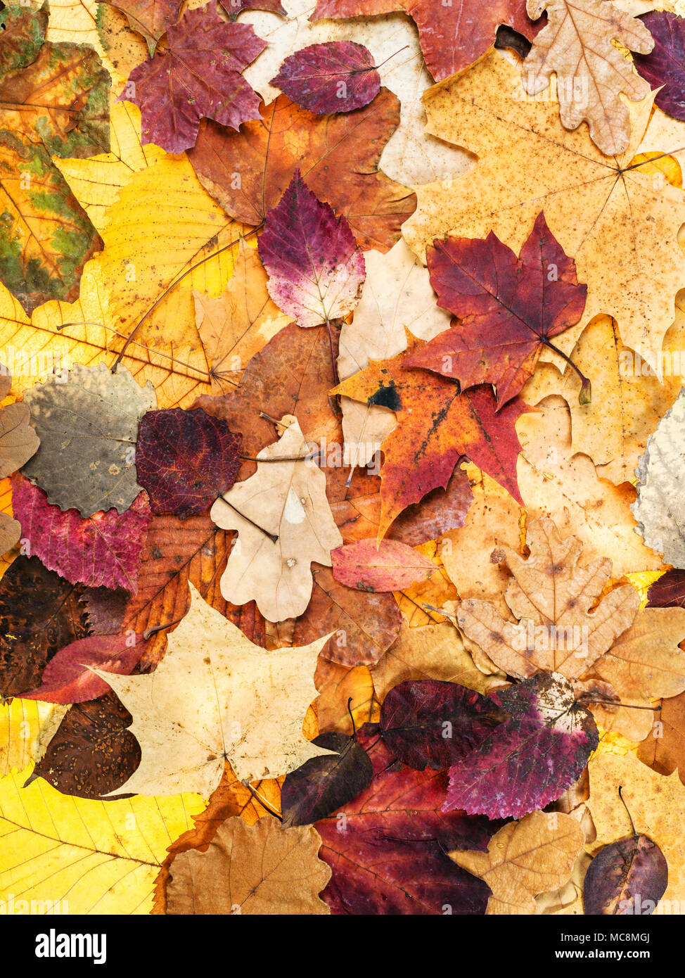 natural autumn background from various multicolor leaves of oak, maple ...