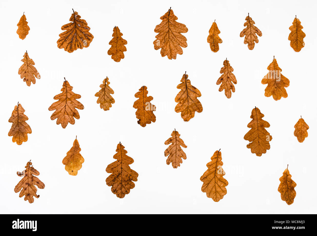 Yellow autumn leaves fallen from Cut Out Stock Images & Pictures - Alamy