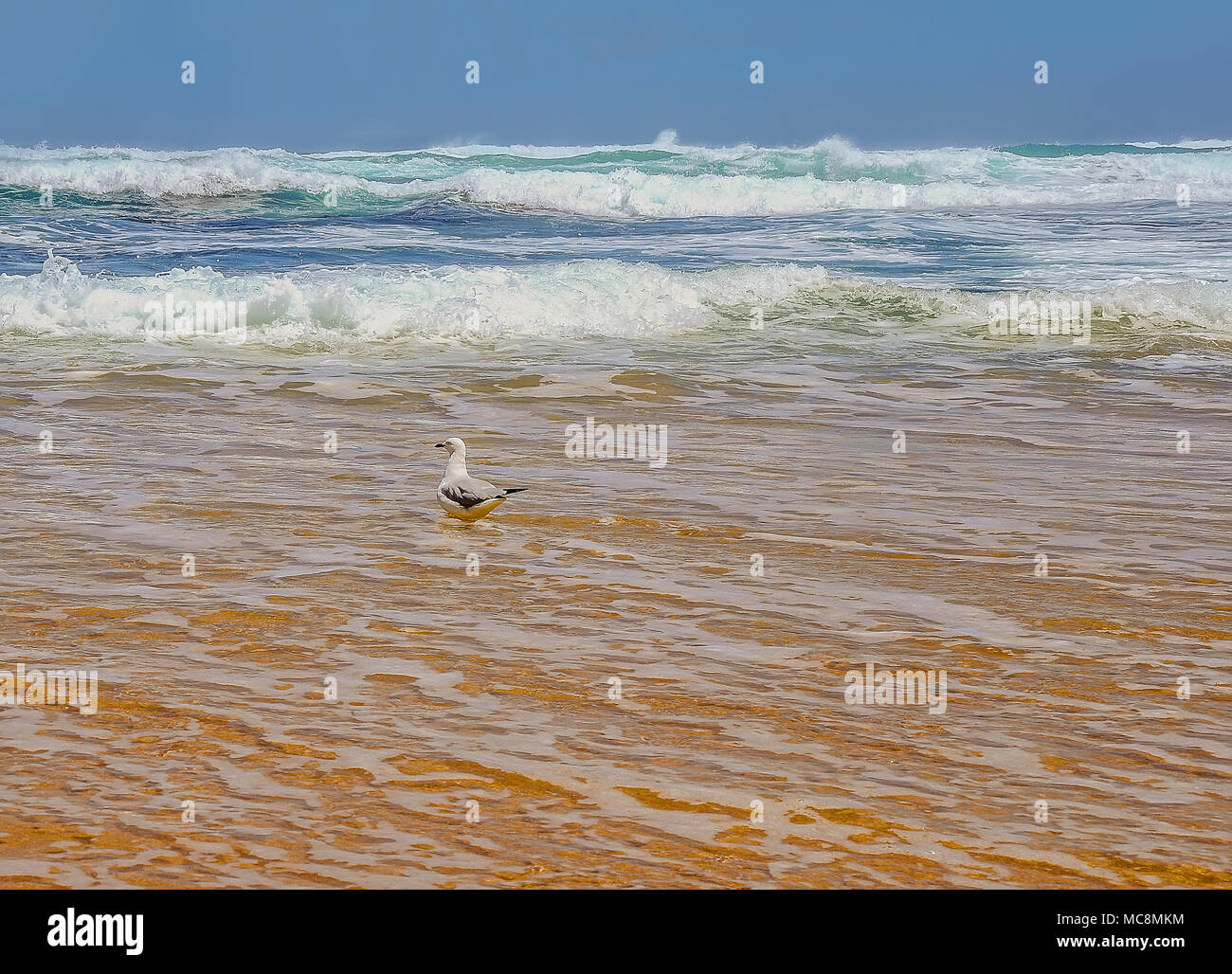 Brave Seagull on the ocean. Ocean wave Stock Photo - Alamy