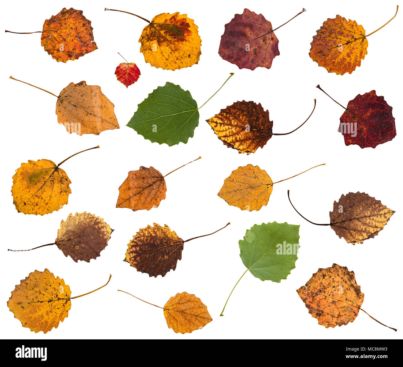 set of various leaves of aspen trees isolated on white background Stock ...
