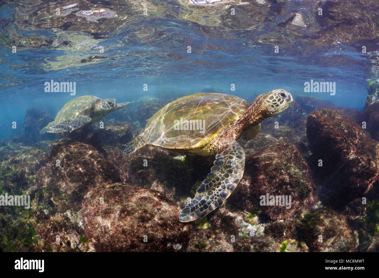 Green sea turtles algae hi-res stock photography and images - Alamy