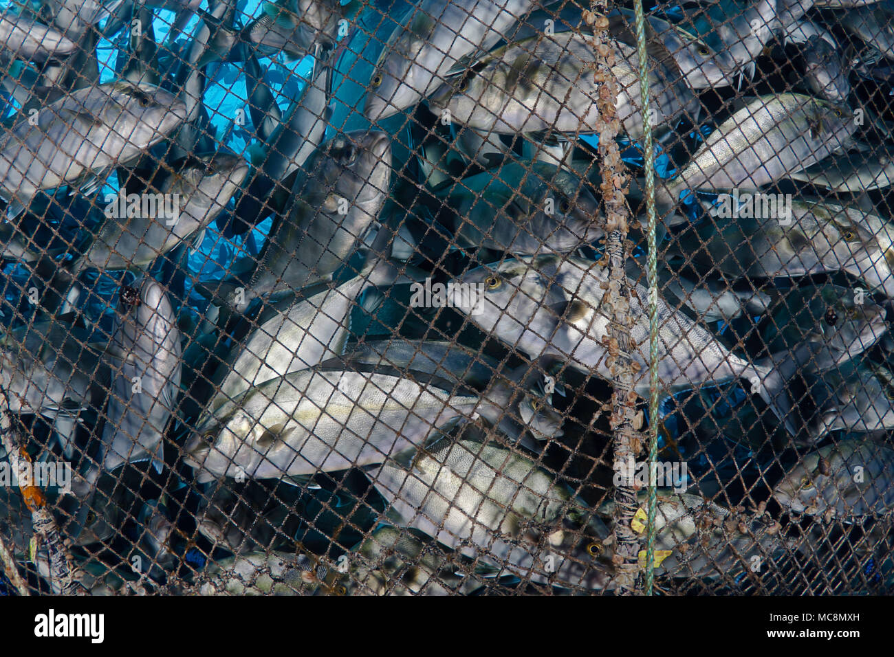 Almaco jack, Seriola rivoliana, in the pen at a fish farm off The Big ...