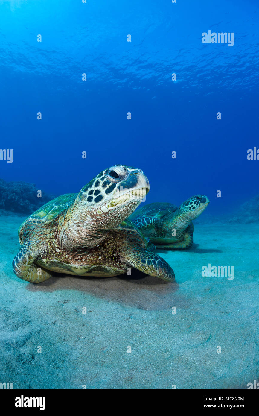 Green sea turtles pair hi-res stock photography and images - Alamy