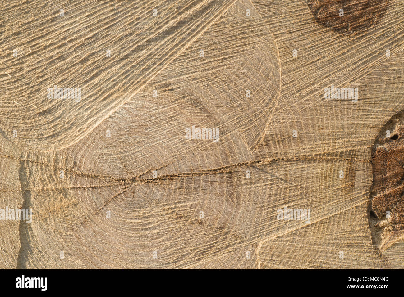 cut wood texture background cross section Stock Photo - Alamy