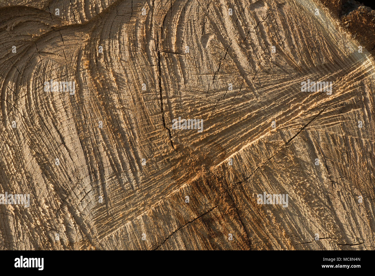 cut wood texture background cross section Stock Photo - Alamy