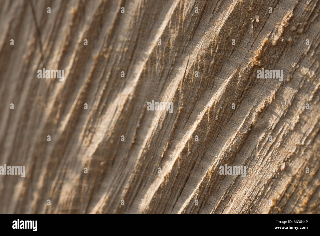 cut wood texture background cross section selective focus Stock Photo ...