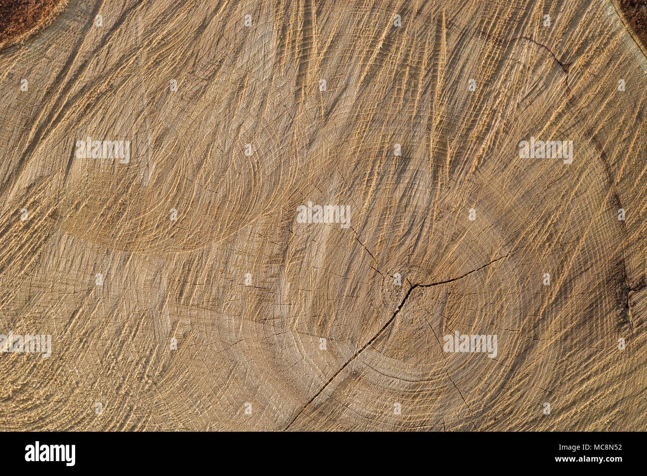 cut wood texture background cross section Stock Photo - Alamy
