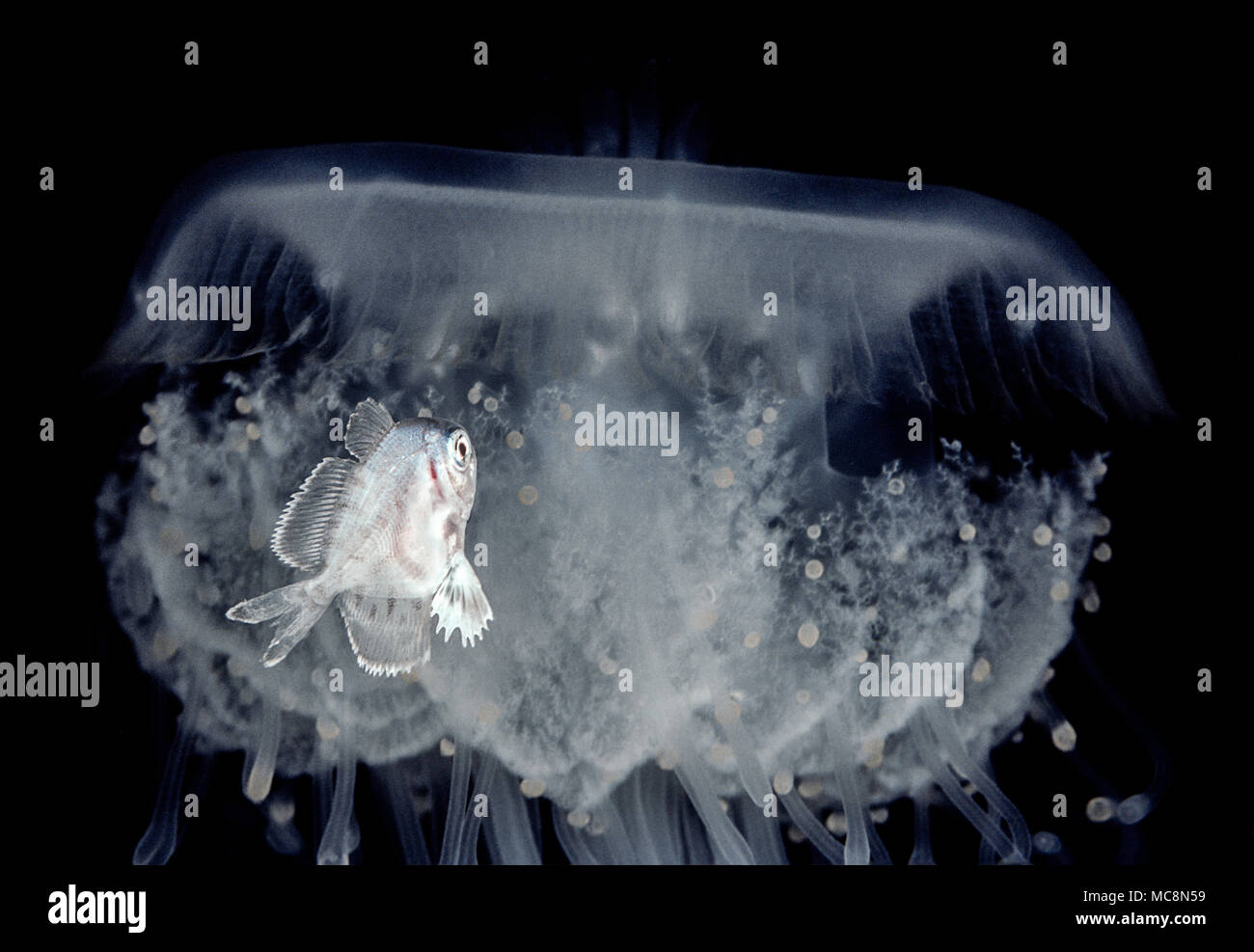 Using the jellyfish, Cephea cephea, as a protective home in the open ...