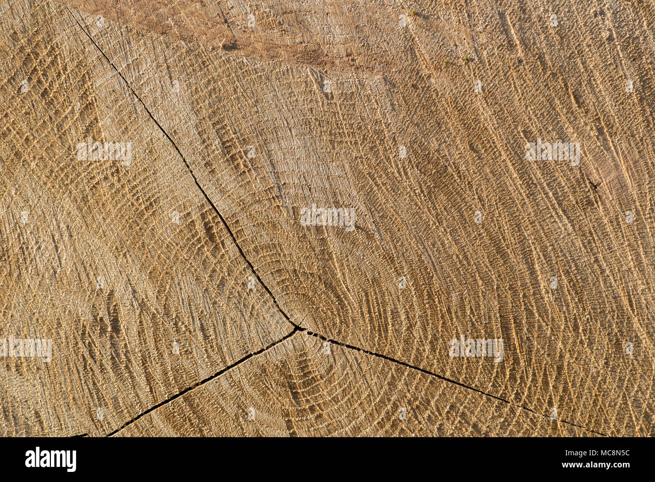 cut wood texture background cross section Stock Photo - Alamy
