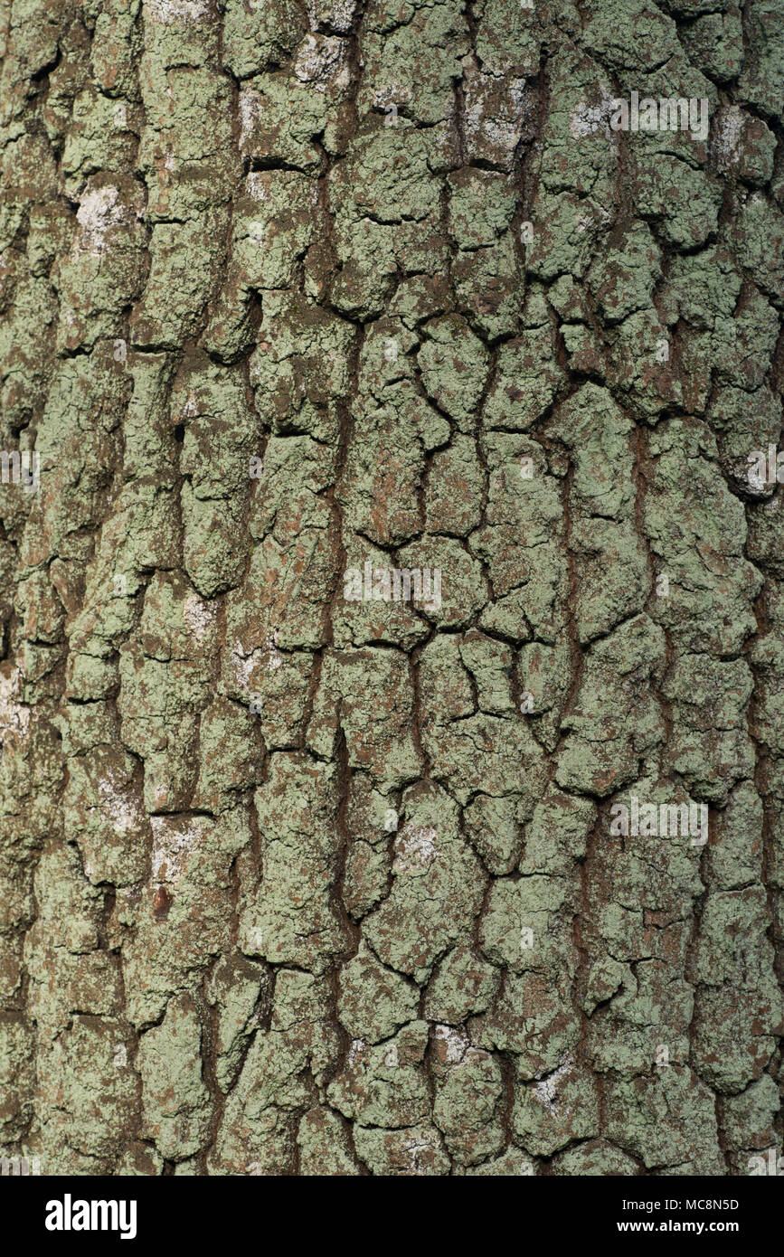 Texture oak hi-res stock photography and images - Alamy