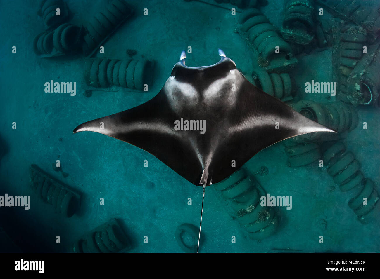With it's cephalic fins rolled up, a reef manta ray, Manta alfredi ...