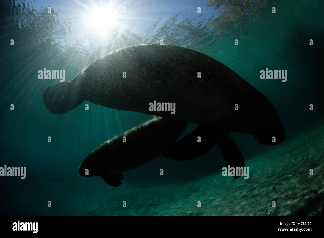Endangered Florida Manatees, Trichechus manatus latirostris, gather at Three Sisters Spring in ...