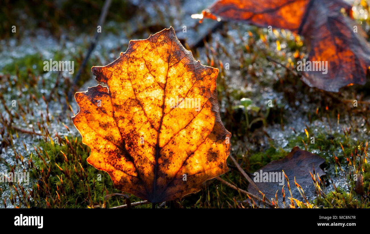 Old leaf in the sunslight Stock Photo - Alamy