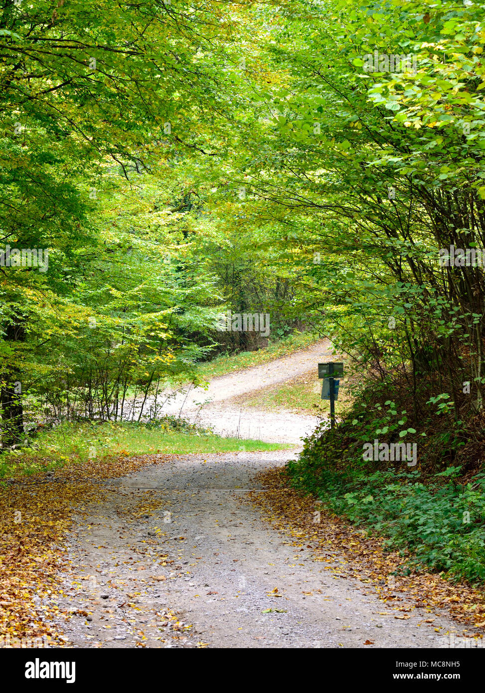 Leafy lane hi-res stock photography and images - Alamy
