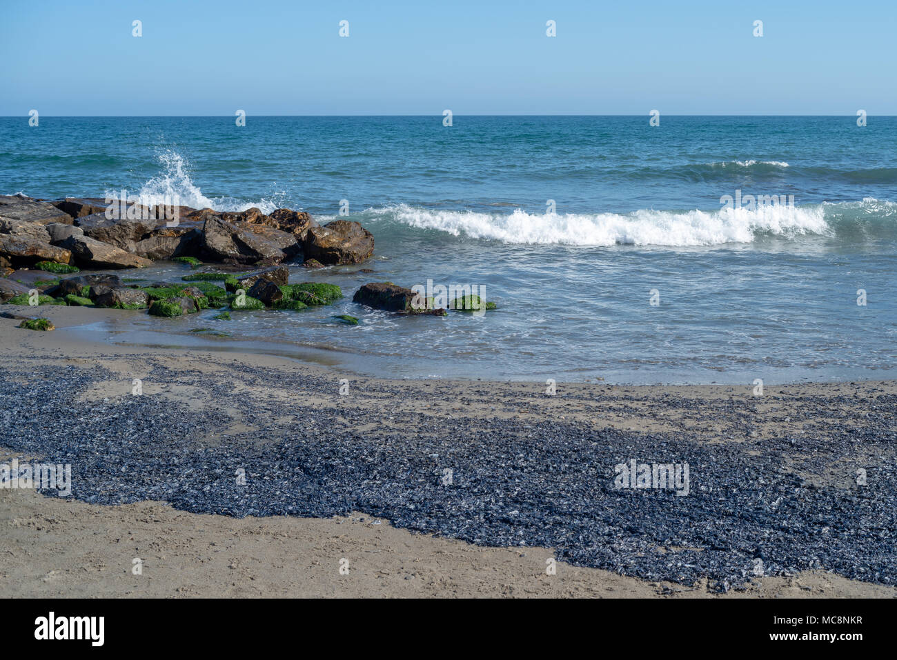 Velella velella colony scattered across a beach Stock Photo - Alamy