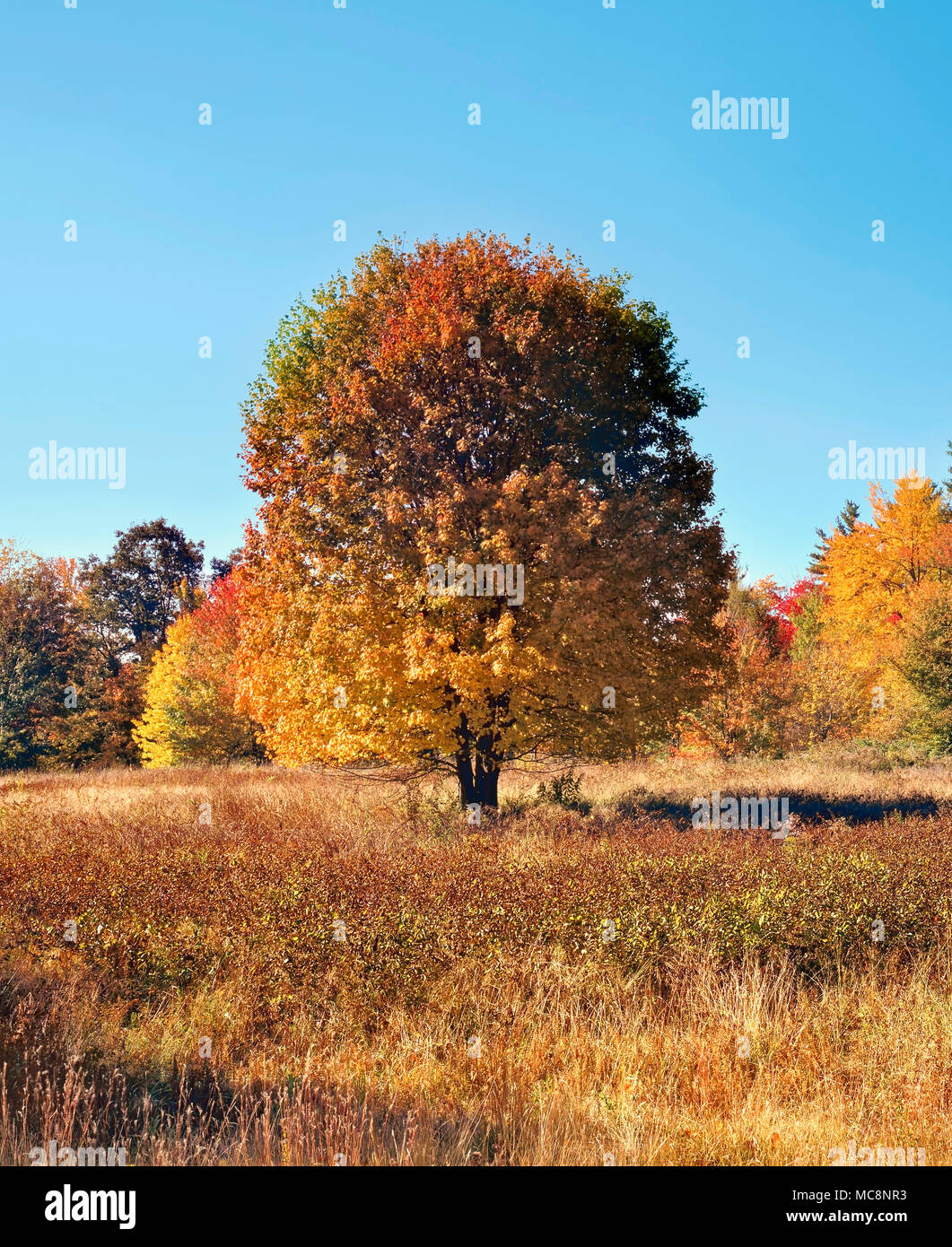 Portland maine fall hi-res stock photography and images - Alamy