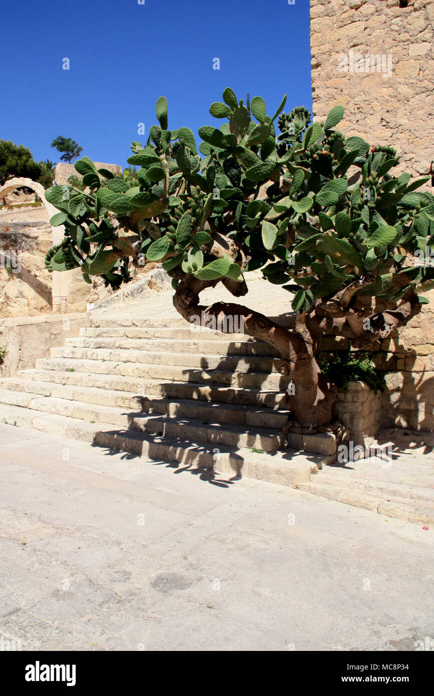 Cactus hill excavation hi-res stock photography and images - Alamy