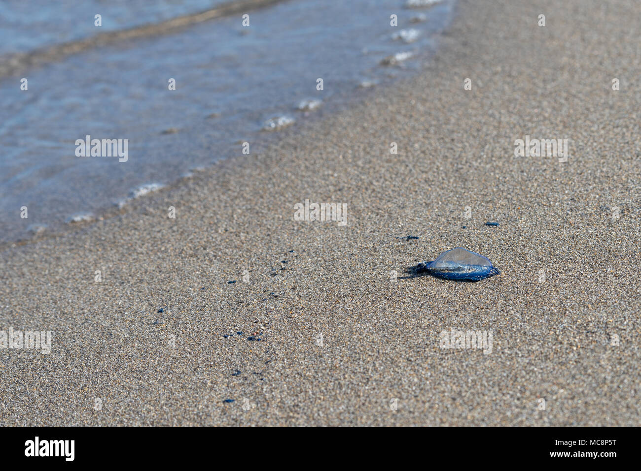 Velella hi-res stock photography and images - Alamy