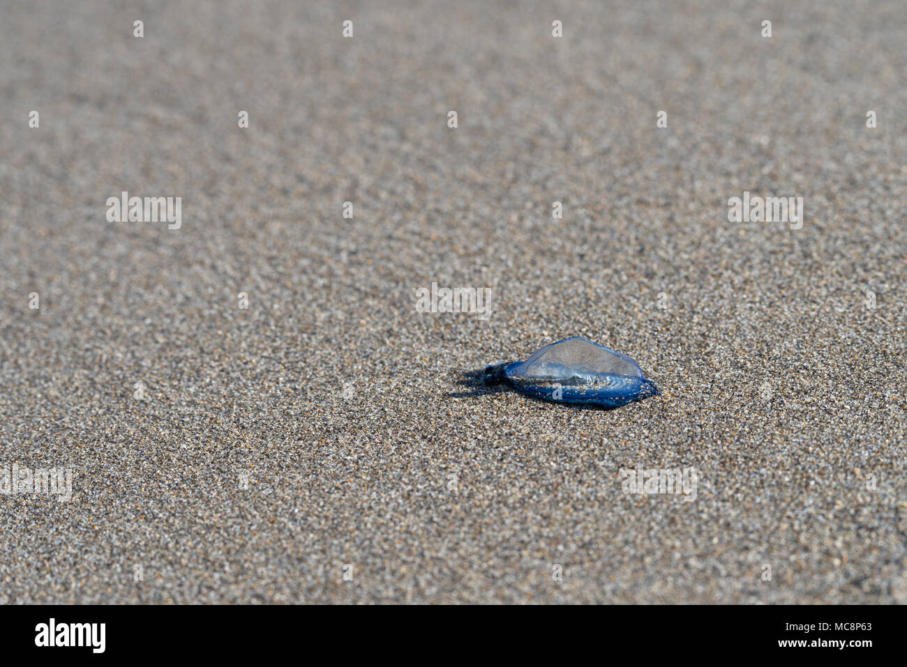 Velella velella scattered across a beach Stock Photo - Alamy