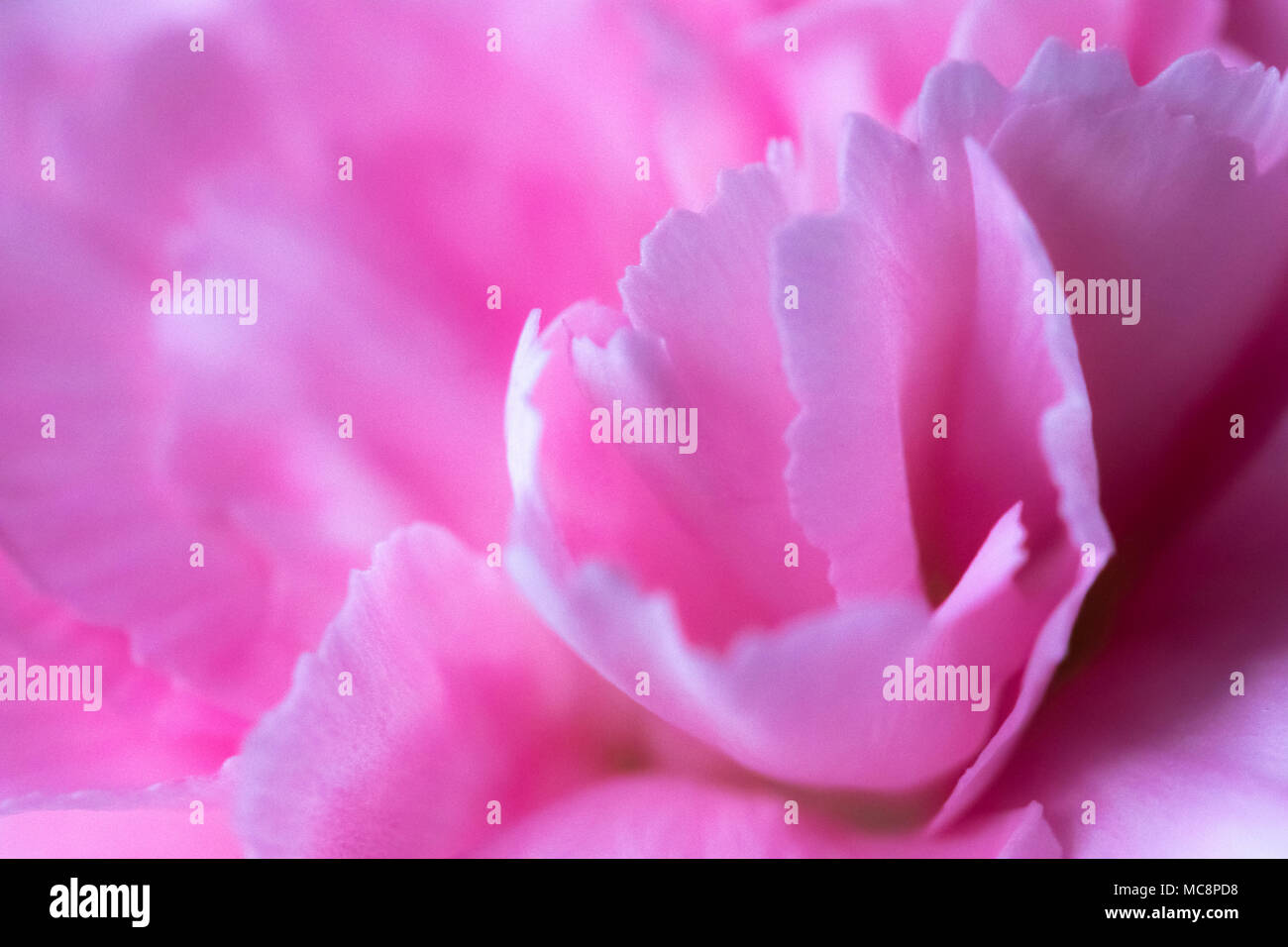 Carnation flowers from a Spring garden Stock Photo - Alamy