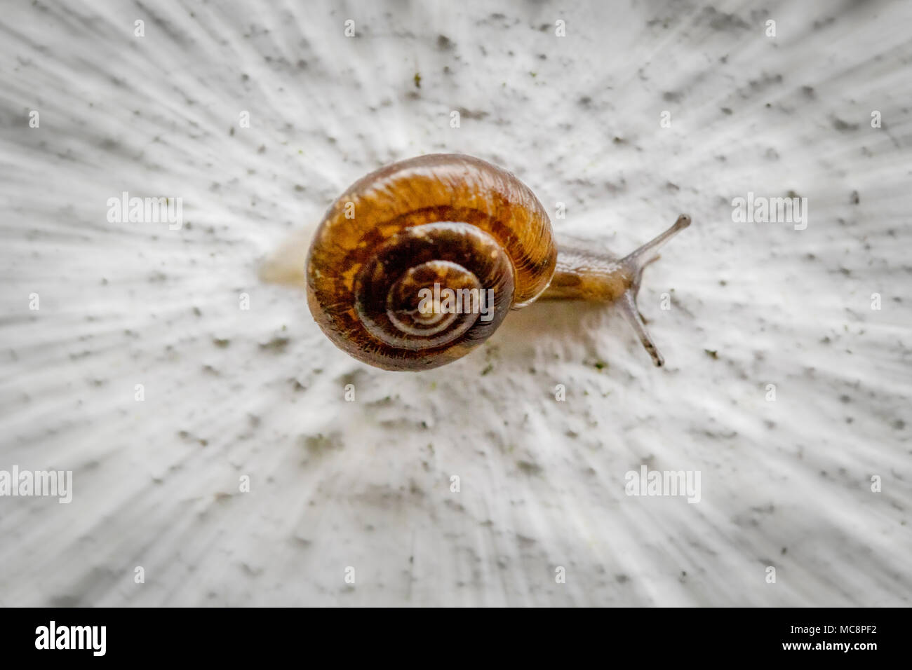 Small garden snail with zoom effect Stock Photo - Alamy