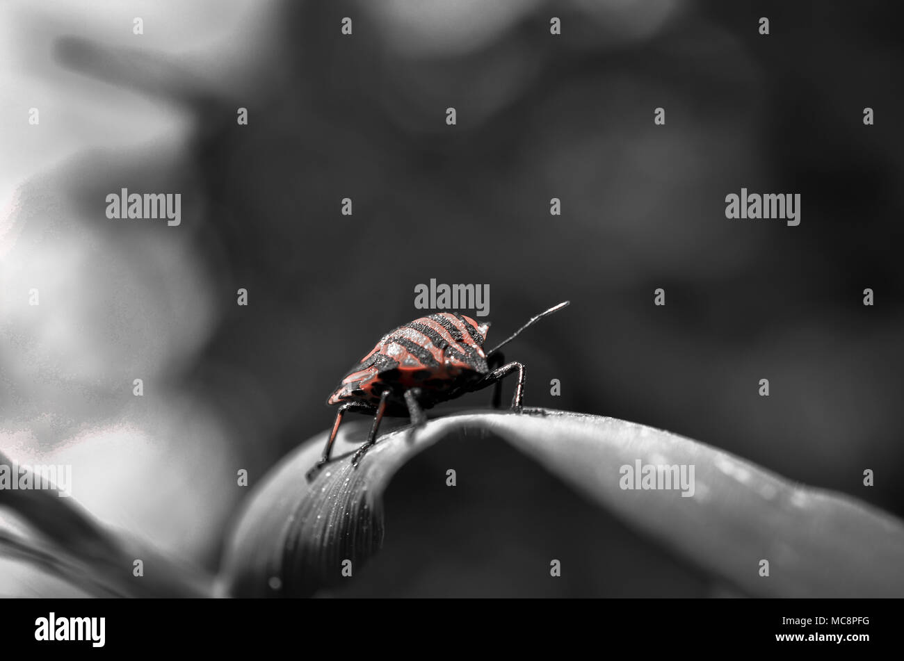 Redfirebug hi-res stock photography and images - Alamy