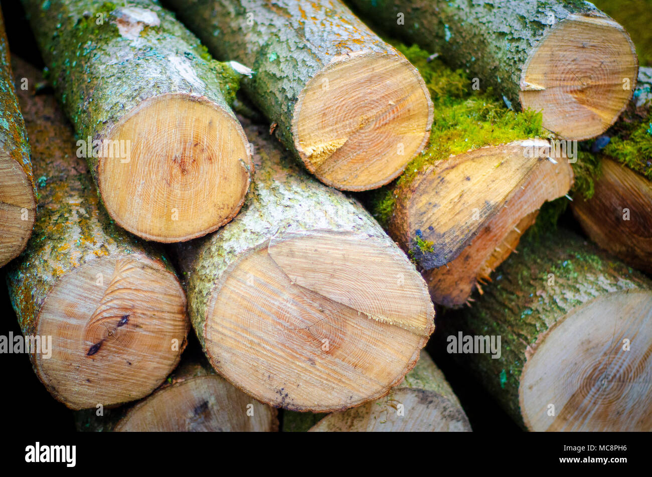 Stack logs in woodland Stock Photo - Alamy