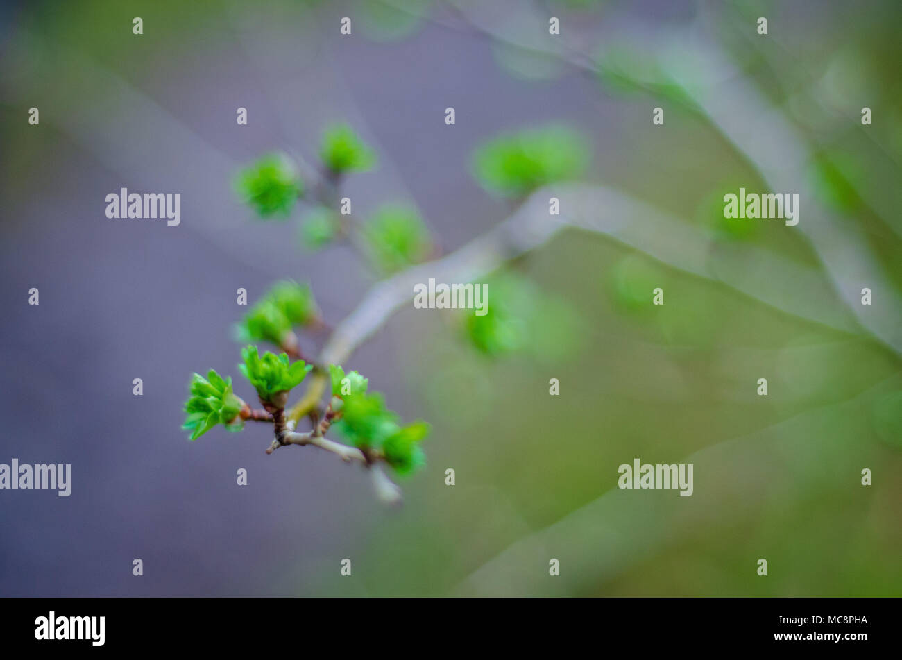 Growth spring hi-res stock photography and images - Alamy