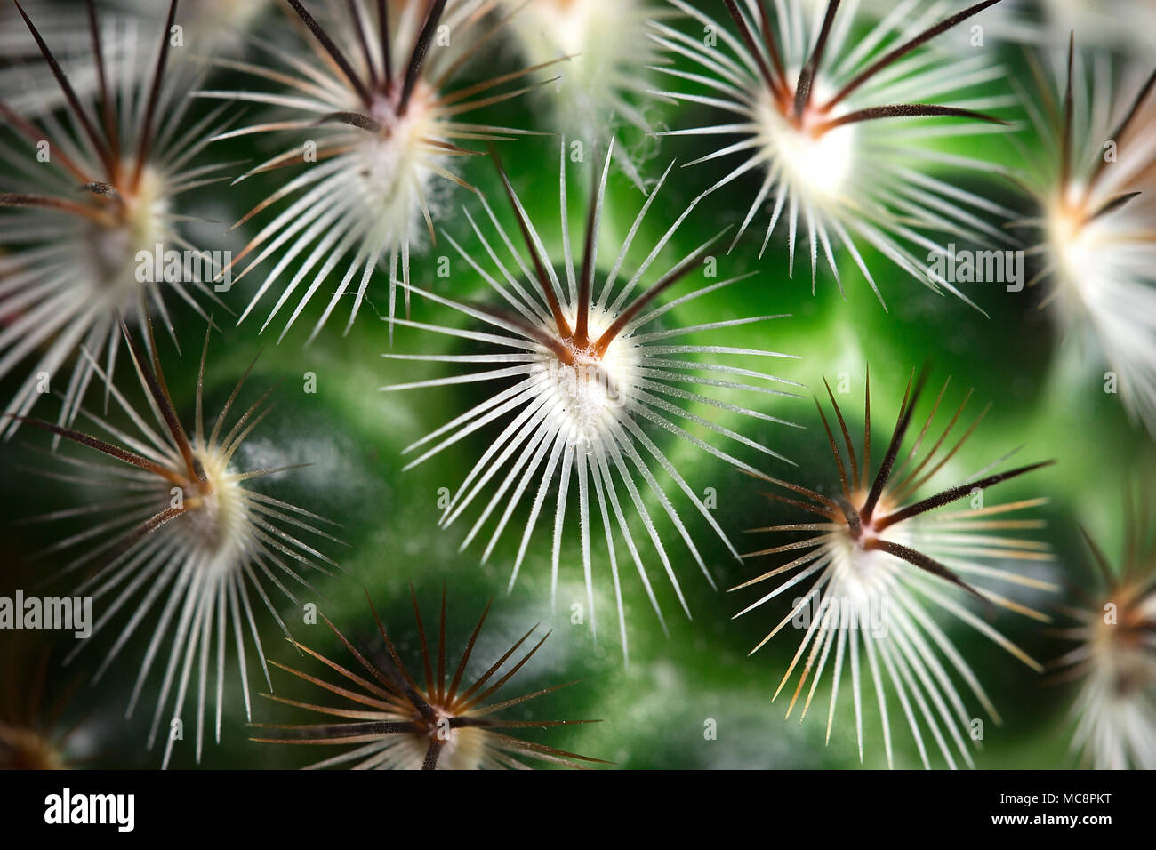 Dried cactus hi-res stock photography and images - Alamy