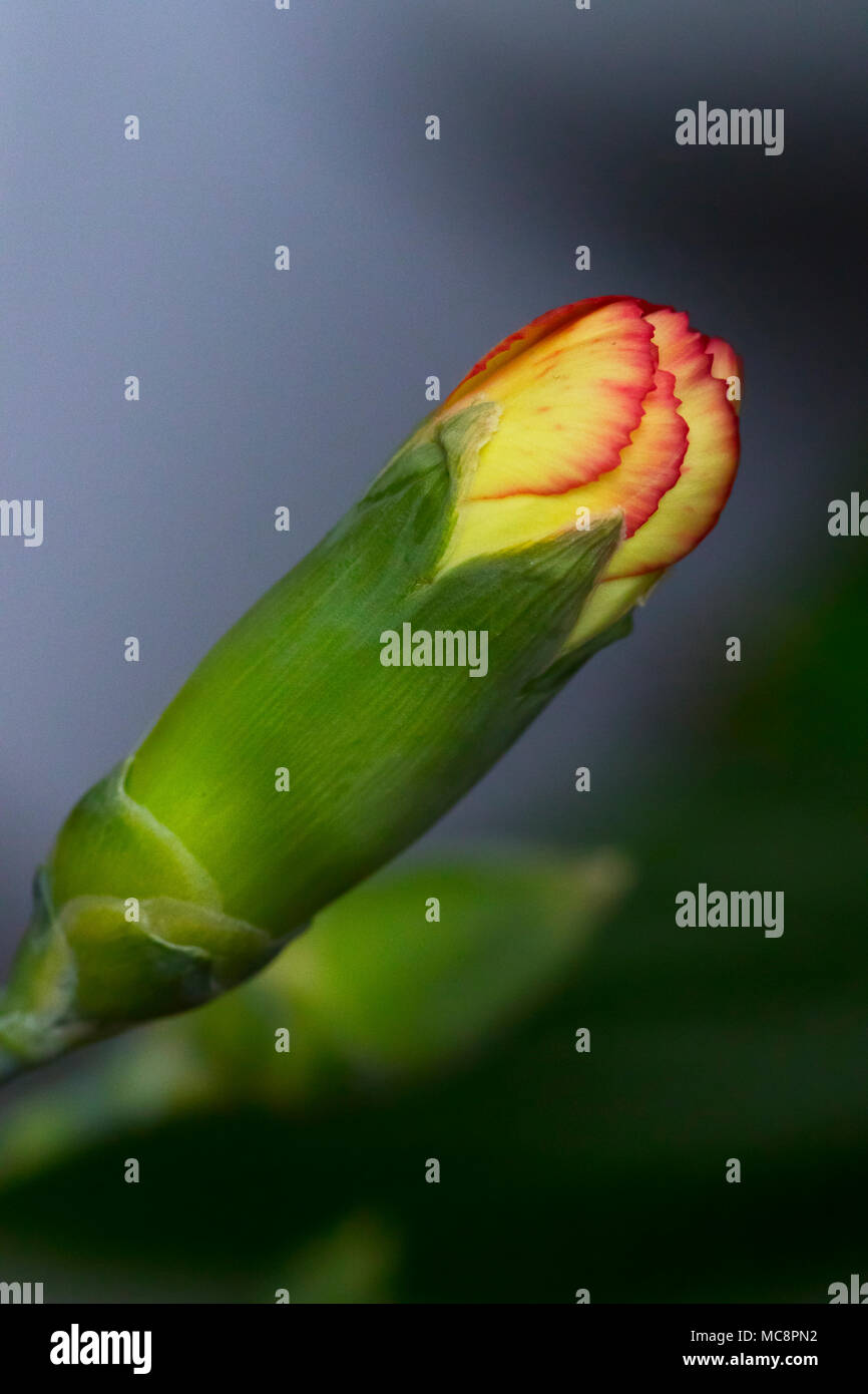 Flowering Carnation bud from a Spring garden Stock Photo - Alamy