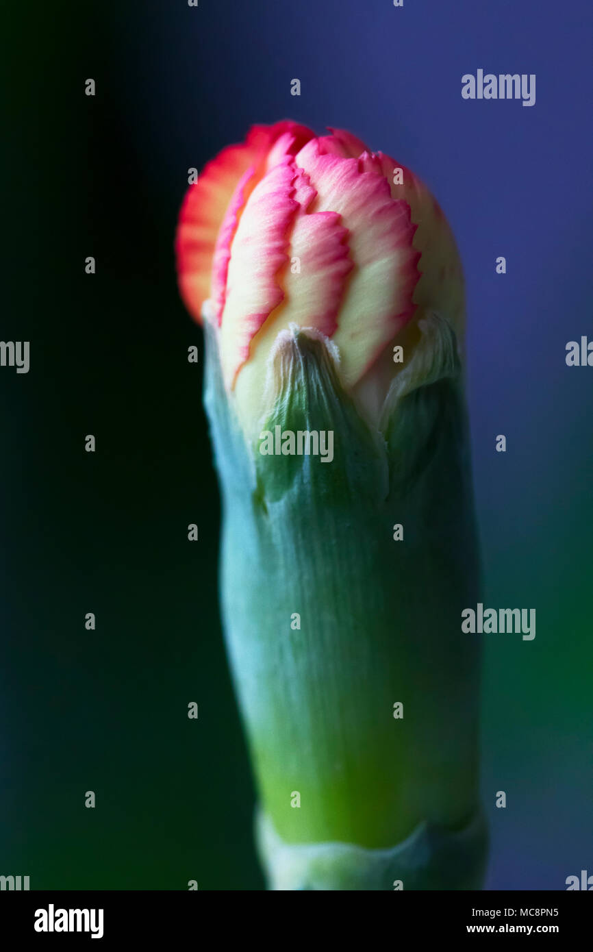 Flowering Carnation bud from a Spring garden Stock Photo - Alamy
