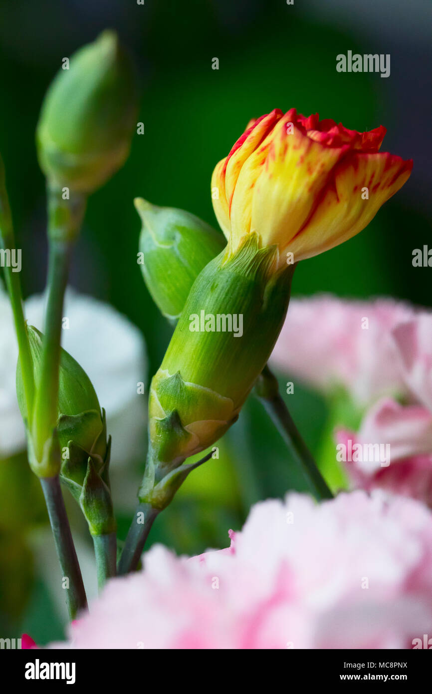Spring bud out hi-res stock photography and images - Alamy