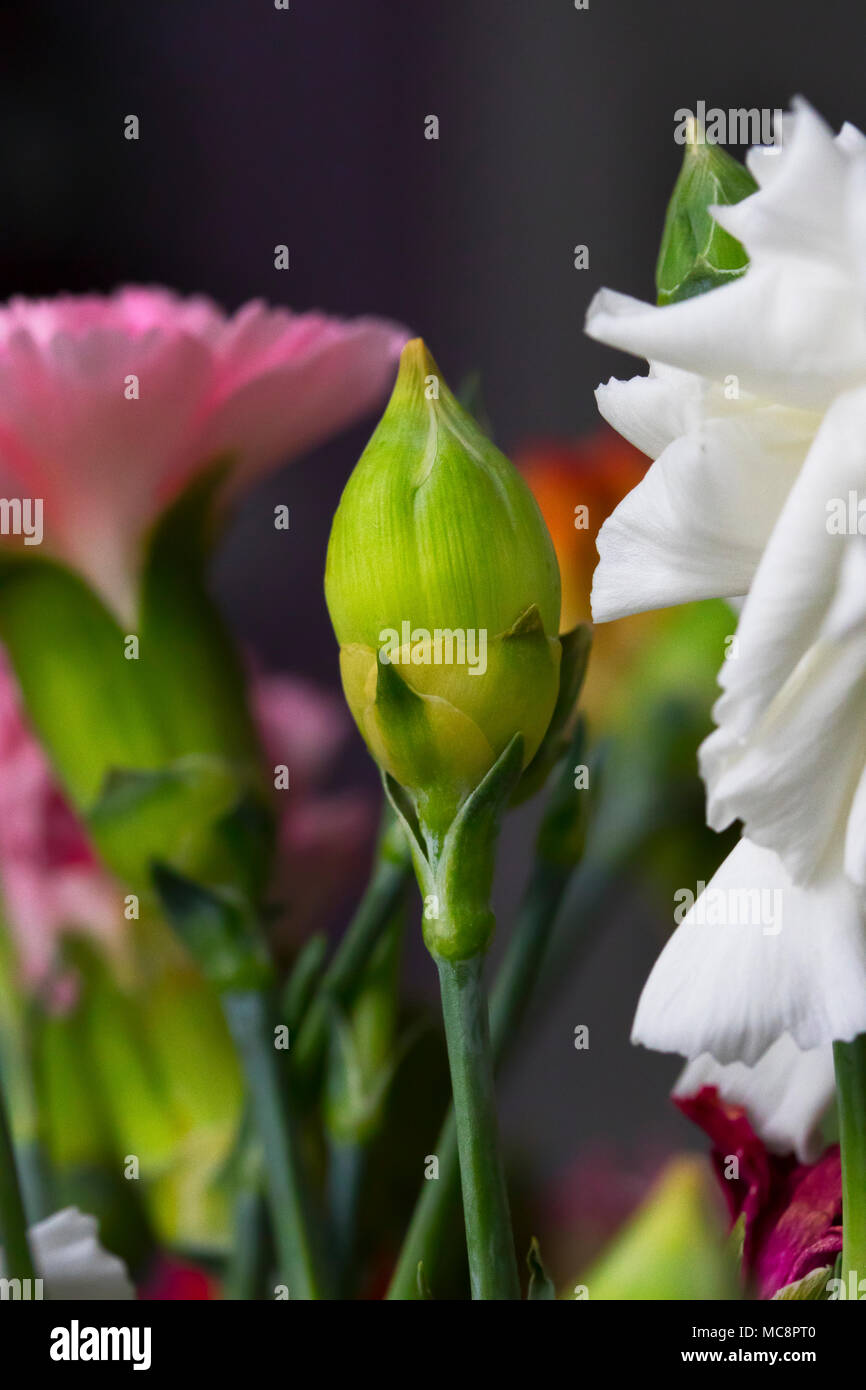 Carnation bud from a Spring garden Stock Photo - Alamy